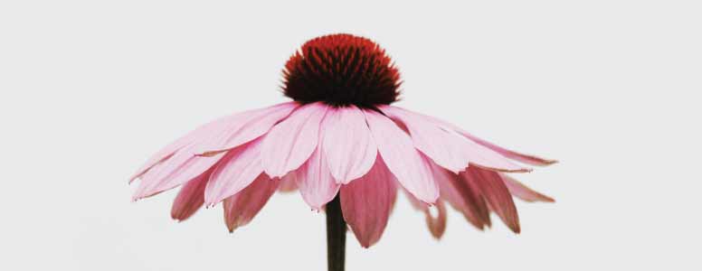 How to make a simple echinacea root and flower tincture for colds and flu