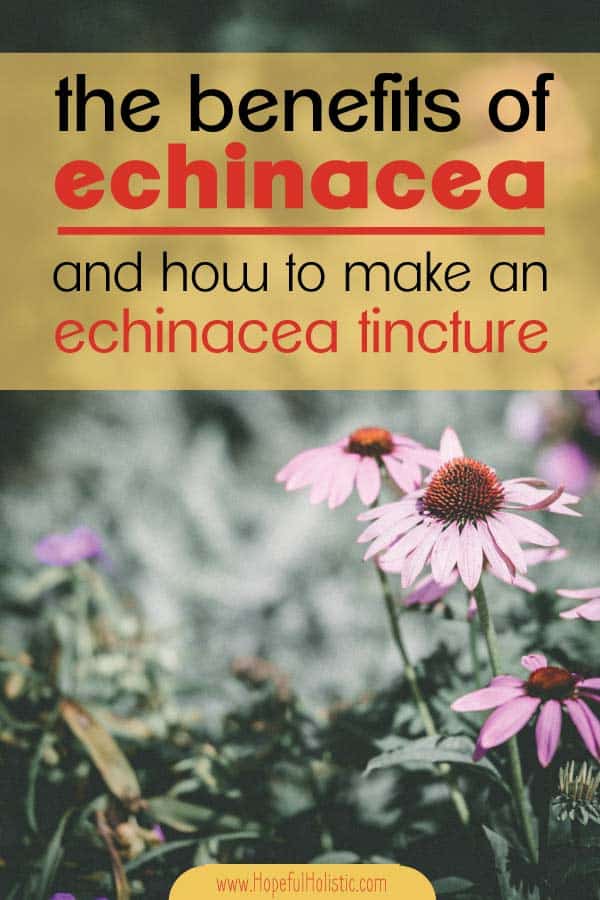 How to make a simple echinacea root and flower tincture for colds and flu